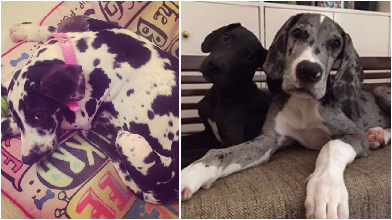 The Dane Diaries – Friendicoes