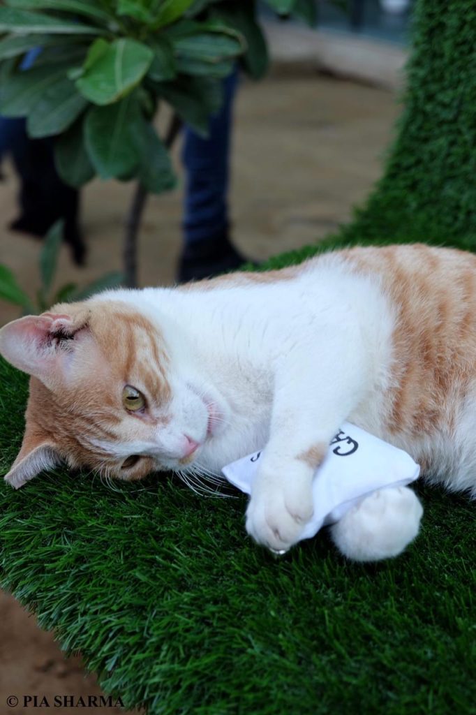 A new haven for the cool cats of Delhi/NCR – Friendicoes