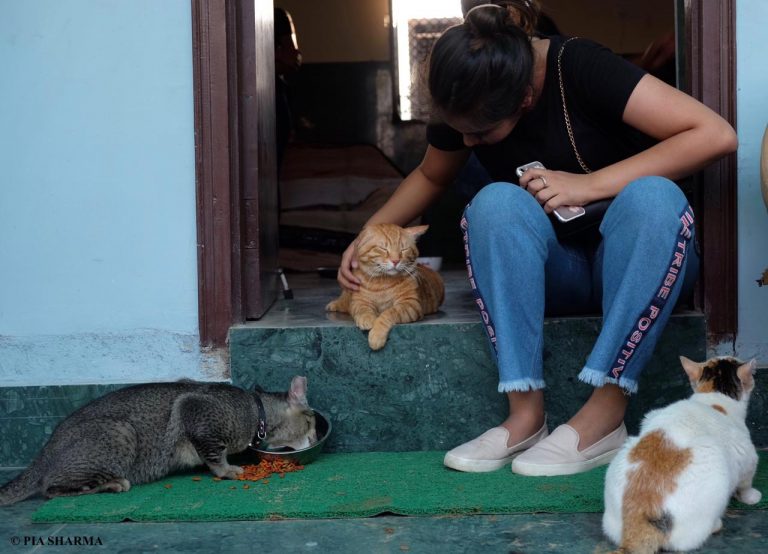 A new haven for the cool cats of Delhi/NCR – Friendicoes